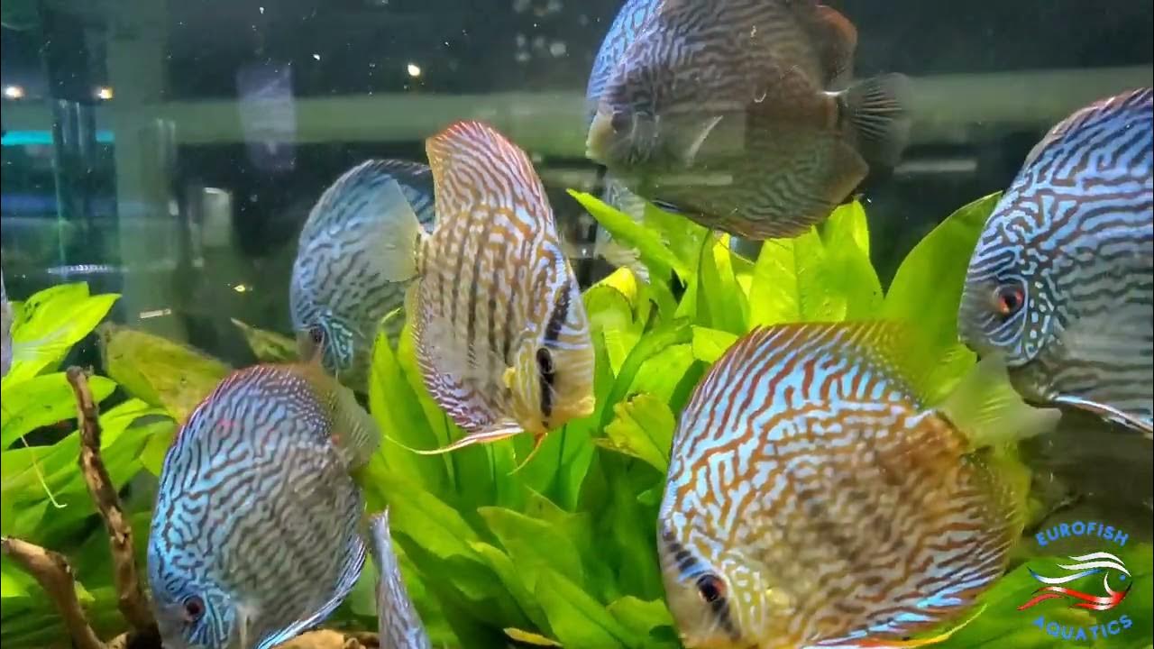 Jumbo Original Stendker Blue and Red Turquoise Discus 300 Gallon (1135 Liter) Acrylic Aquarium ...