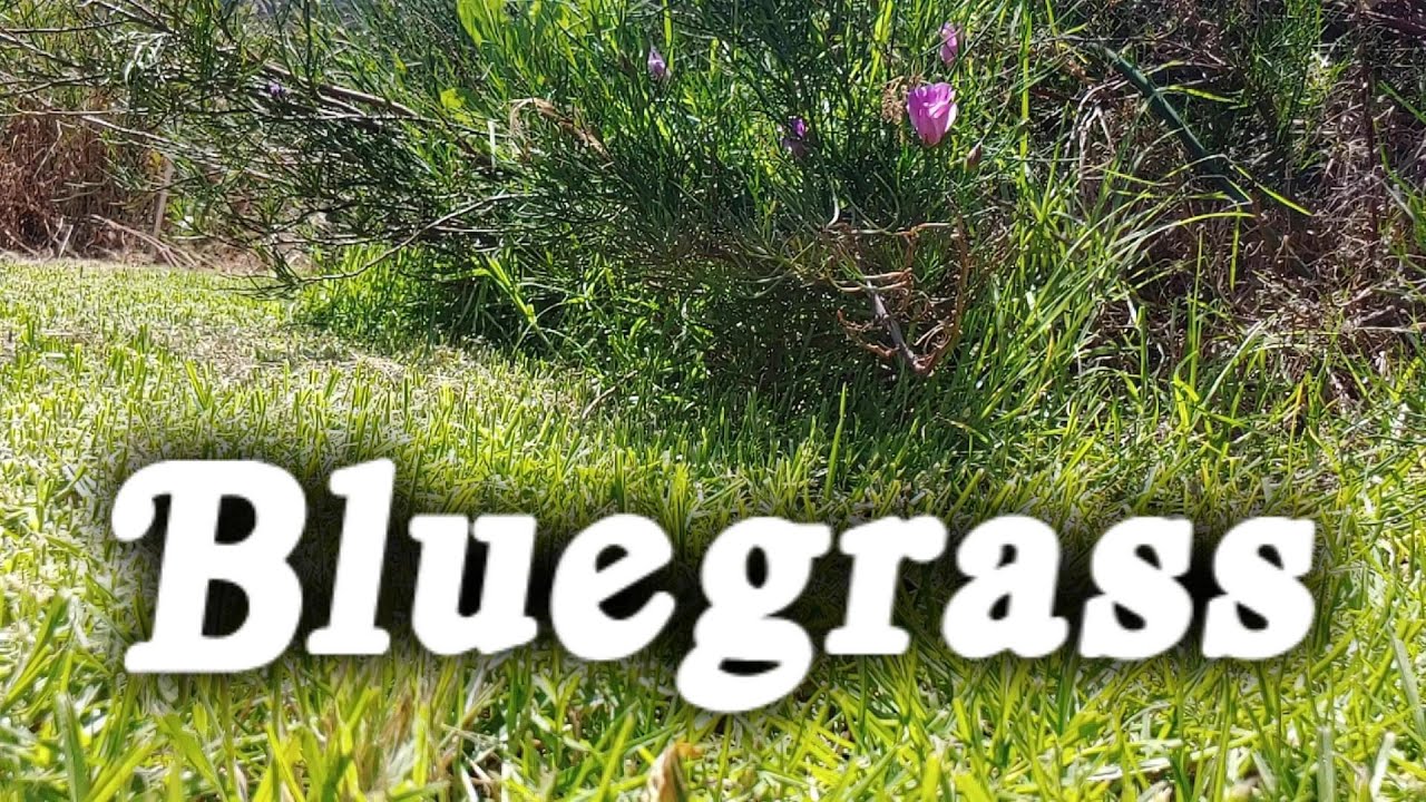 ️ Bluegrass Instrumental Music With Video Of Blue Grass Butterflies In ...