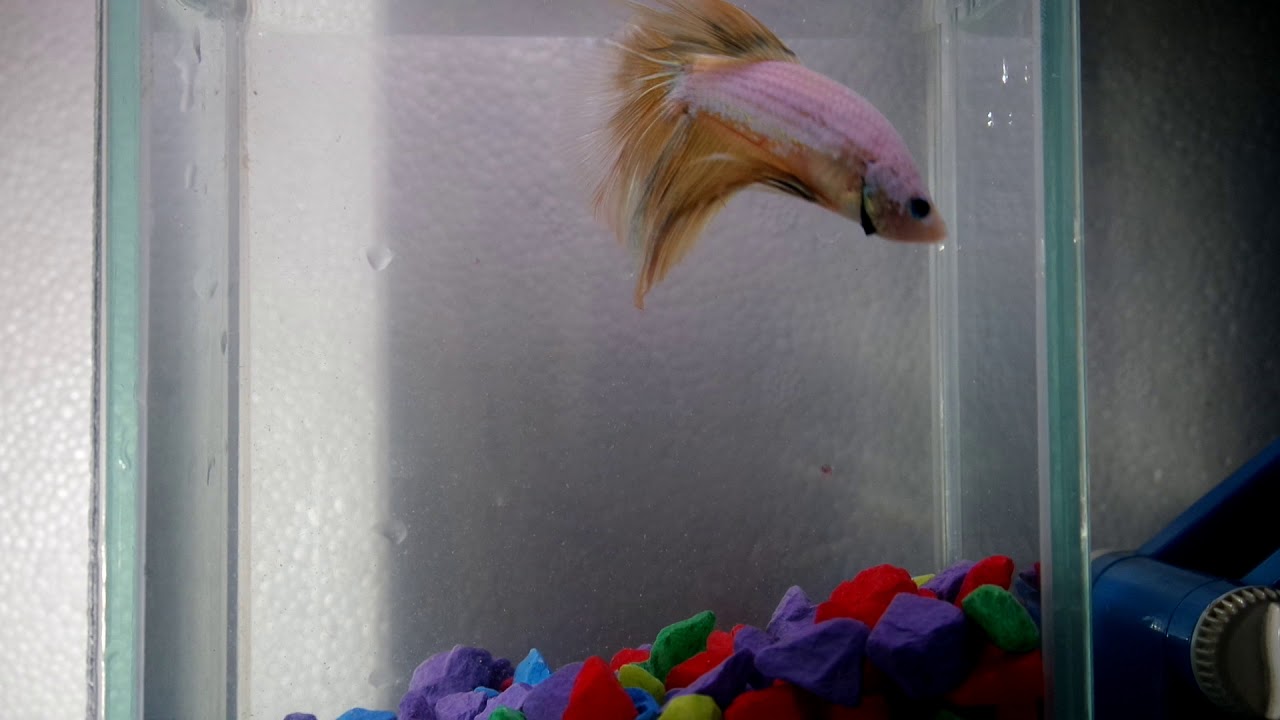 Golden Fish Fight | Beautiful Fighter fish fight | Eating 3 Small Fish ...