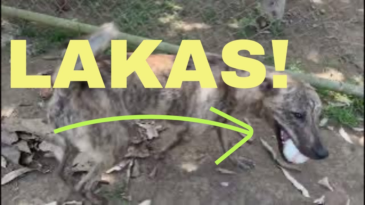 BALL DRIVE - YouTube