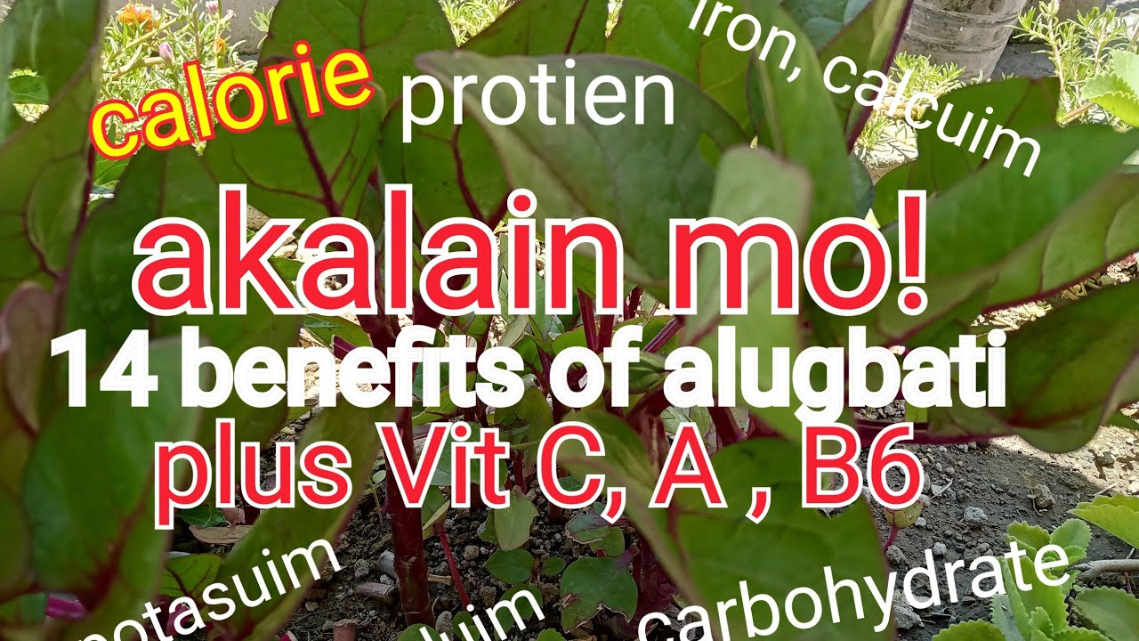 What is the Benefit of alugbati - YouTube