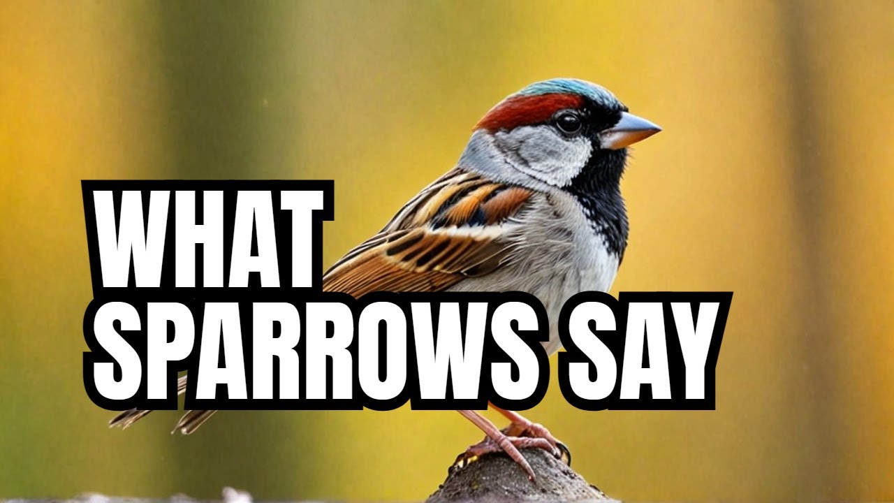 The Secret Language of Sparrows - YouTube