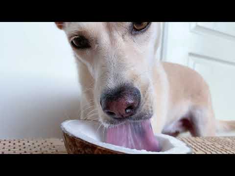 【Yoki】my dog eat ice cream for 6 min straight • ASMR - YouTube