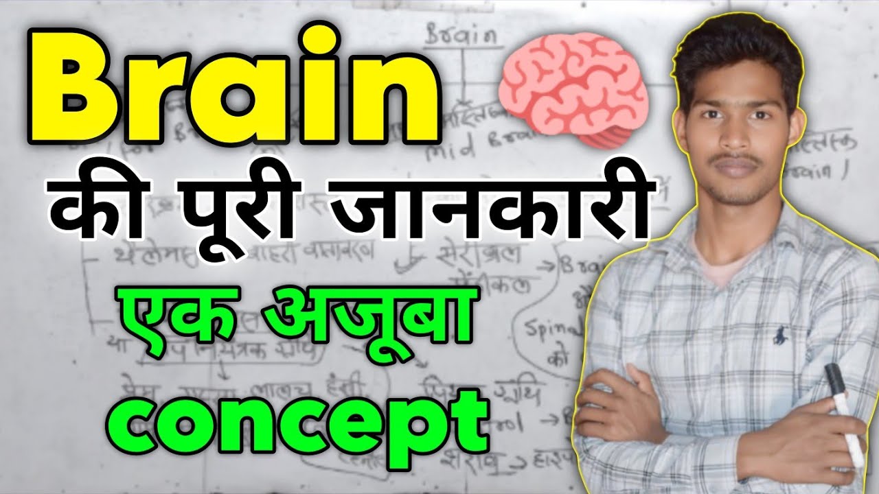 Human Brain 🧠 | Nervous System | explain Human Brain | #ankitkiclass #brain #humanbrain - YouTube