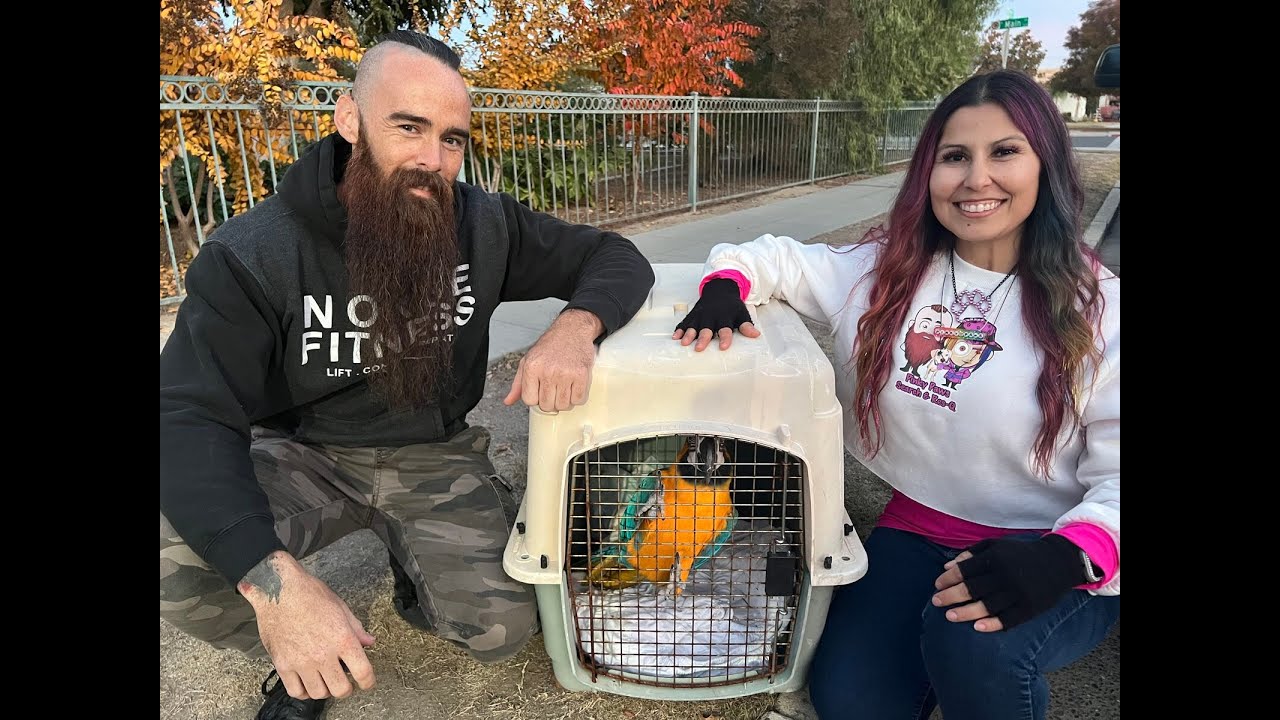 Catch of the Day: Lost Parrot Reunited with Owner - YouTube