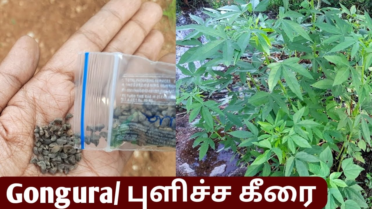 Gongura keerai tamil / புளிச்ச கீரை வளர்ப்பு / pulicha keerai growing ...