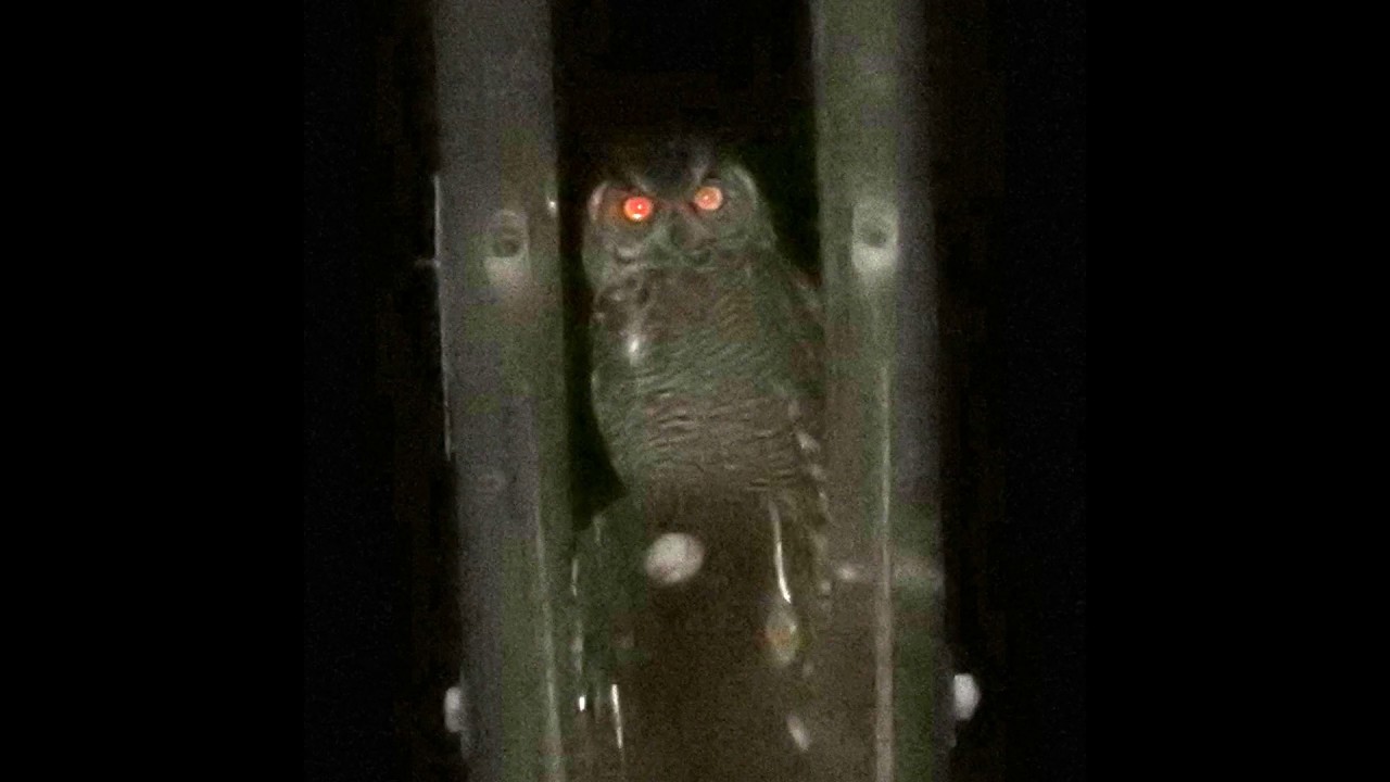 Juvenile Great horned owl making a begging cry for food - YouTube