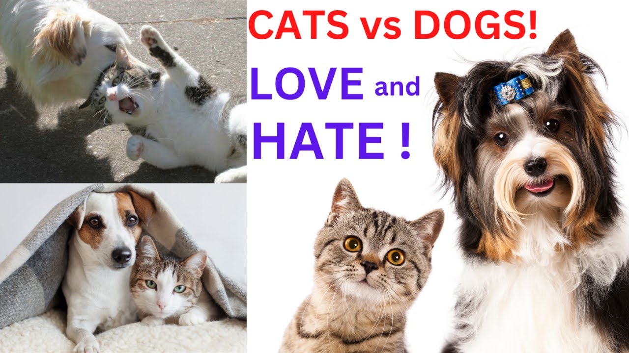 funny cats and dogs love and hate mood!CATS vs DOGS! LOVE and HATE ...