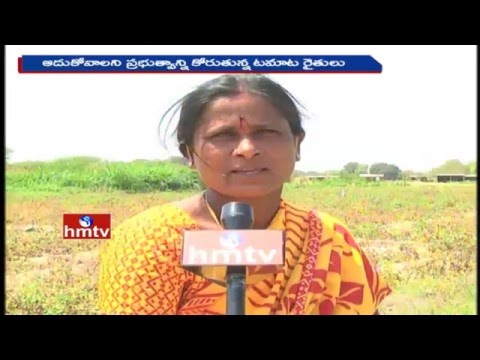 Farmers Crying over Falling Down of Tomato Prices | HMTV Special Report