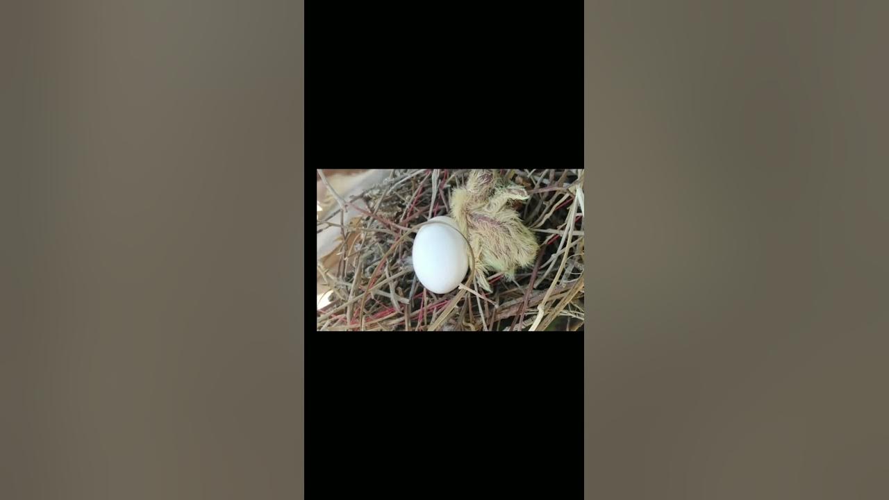 #pang bansang dahon pinugaran ng ibon#tamad mix vlog #helen paraje mix vlog #team ramlin - YouTube