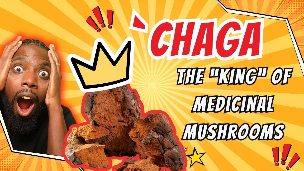 The Incredible Benefits of Chaga, "The KING of Mushrooms" for Dogs ...