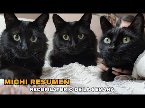 MICHI RESUMEN 10. Recopilatorio de la semana - YouTube
