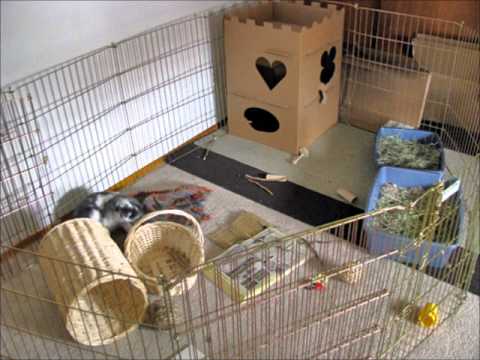 Rabbit Habitats! - YouTube