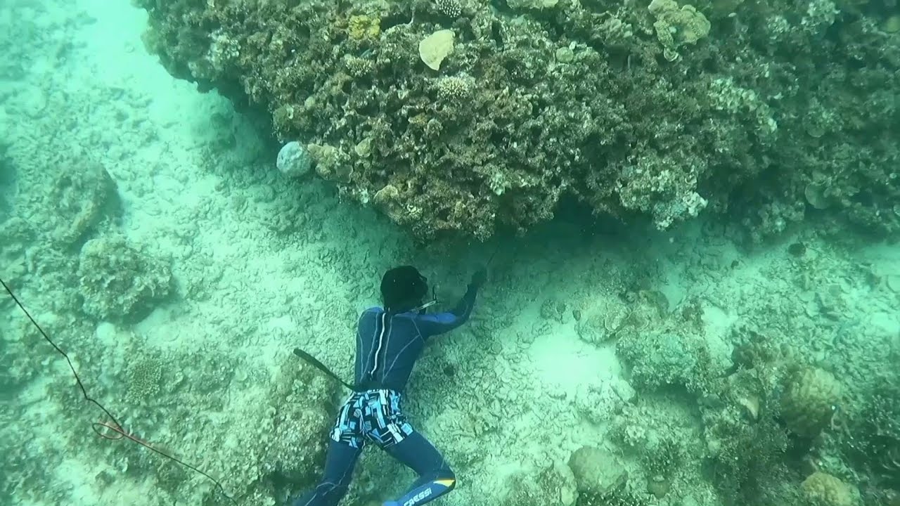 Day Spearfishing | Cuttle Fish |Catch and Cook • Adobo - YouTube