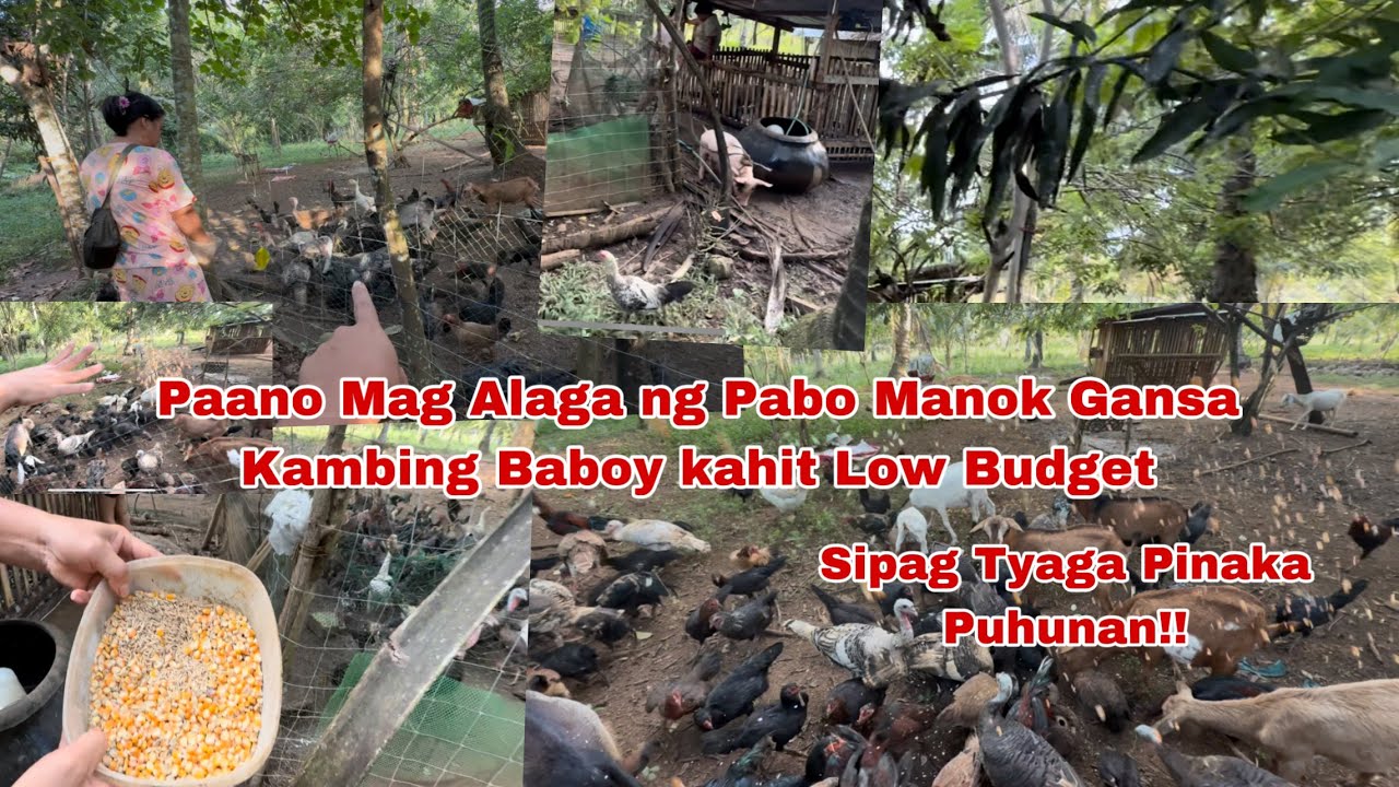 Paano Mag alaga ng Native Chicken Pabo Gansa Kambing at Baboy? - YouTube