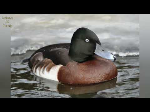 Baer's Pochard duck sound and call scientific name  Aythya baeri  beautiful Bird @volcanoofbeauty5481