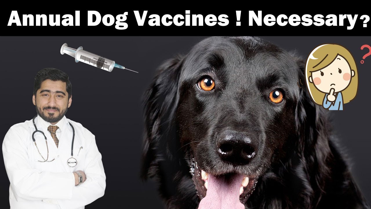 Dog Vaccination Booster Side Effects Rabies Vaccine Vet dog-vaccination-booster-side-effects-rabies-vaccine-vet