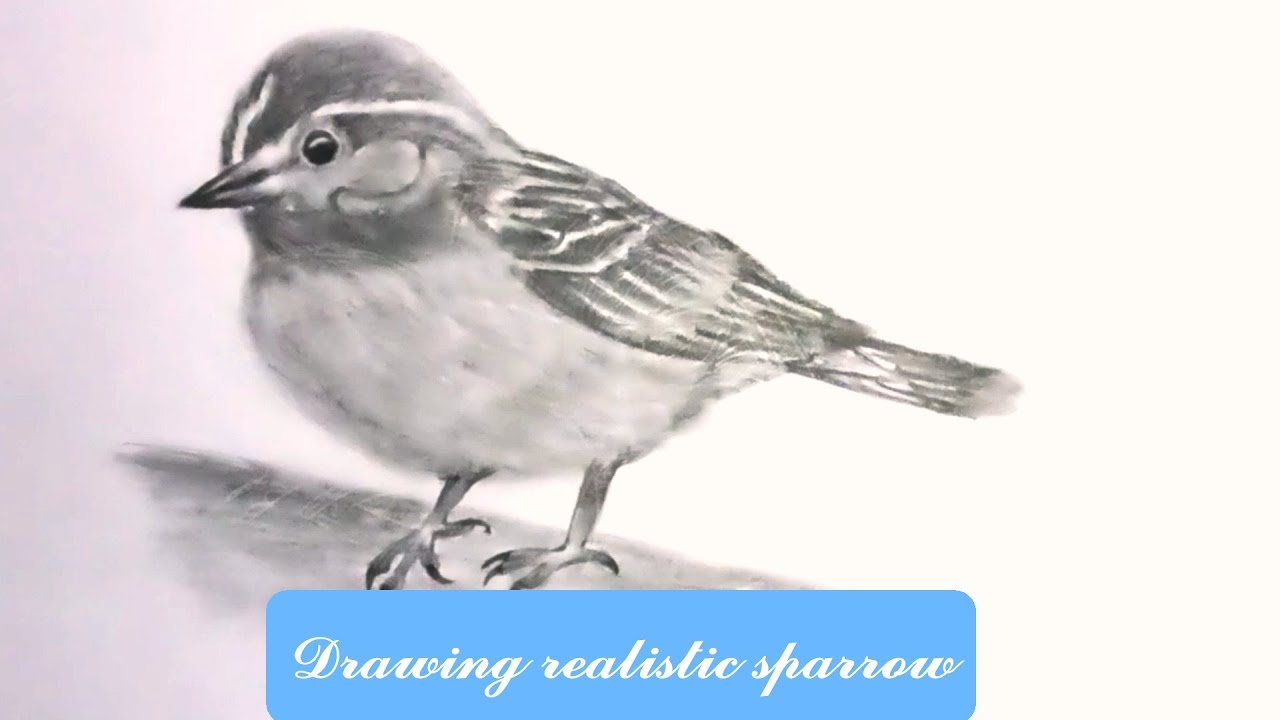 𝙳𝚛𝚊𝚠𝚒𝚗𝚐 𝚛𝚎𝚊𝚕𝚒𝚜𝚝𝚒𝚌 𝚜𝚙𝚊𝚛𝚛𝚘𝚠 || 𝚁𝚎𝚊𝚕𝚒𝚜𝚝𝚒𝚌 𝚜𝚙𝚊𝚛𝚛𝚘𝚠 𝚙𝚎𝚗𝚌𝚒𝚕 𝚜𝚔𝚎𝚝𝚌𝚑 ...