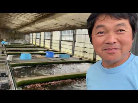 Binnenkijken bij: Yamasan Koi Farm