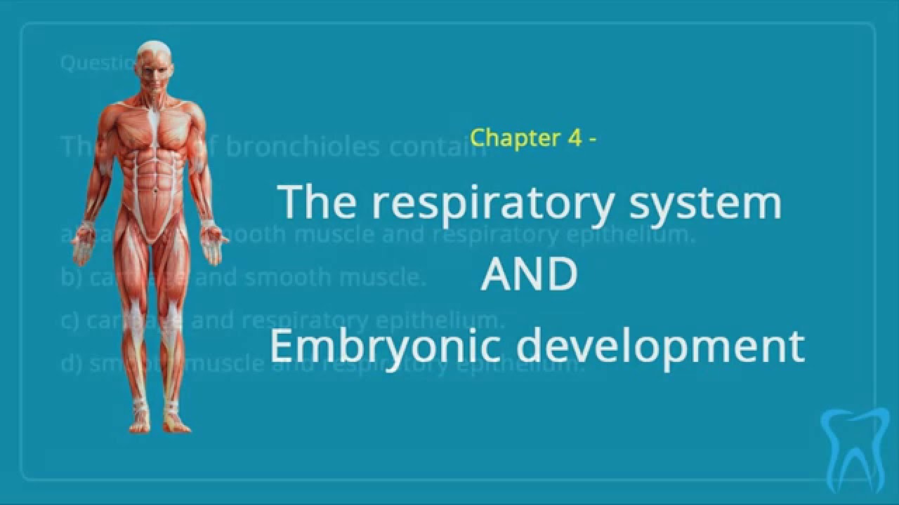 Anatomy Systems -The respiratory system AND Embryonic development ...