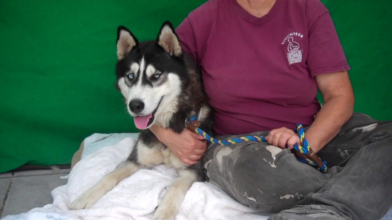 A5180281 Sam | Siberian Husky - YouTube