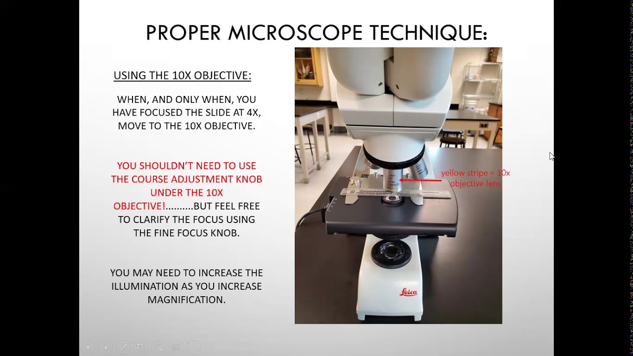 Microorganisms: Activity 1 Lecture - YouTube