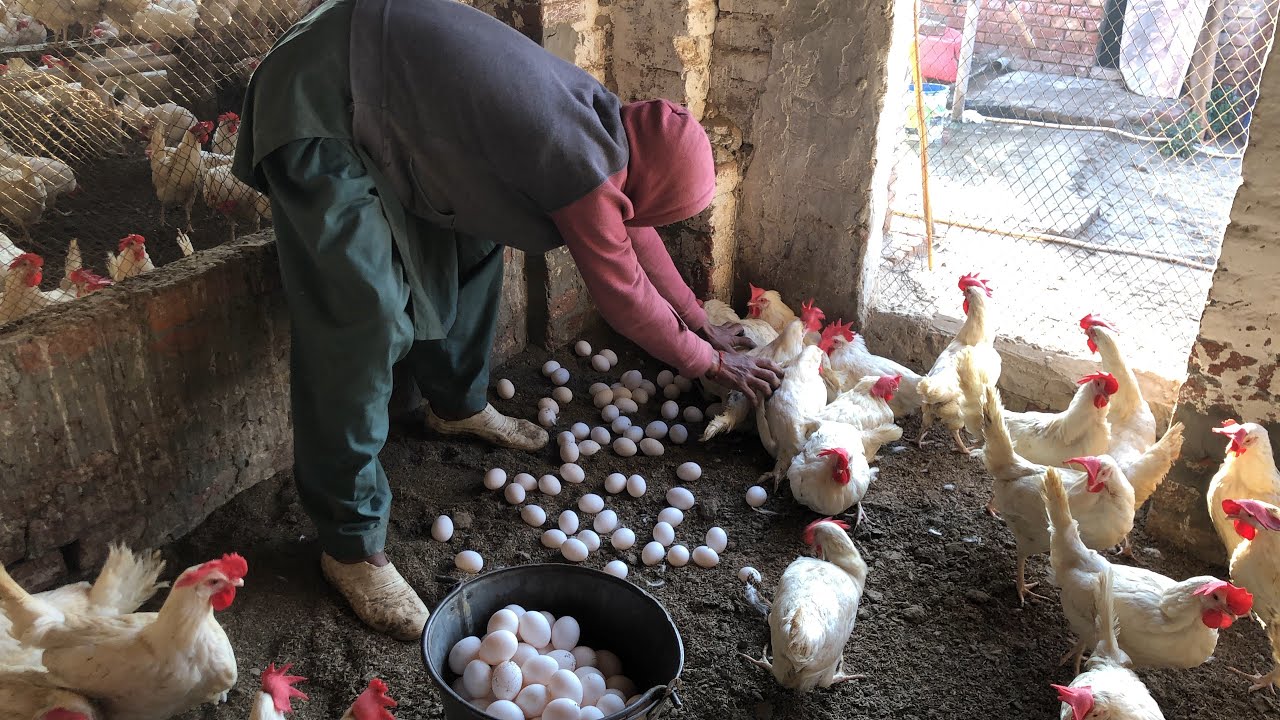 Collection Murgi Hen Harvesting Egg On Poultry Farming | Poultry ...