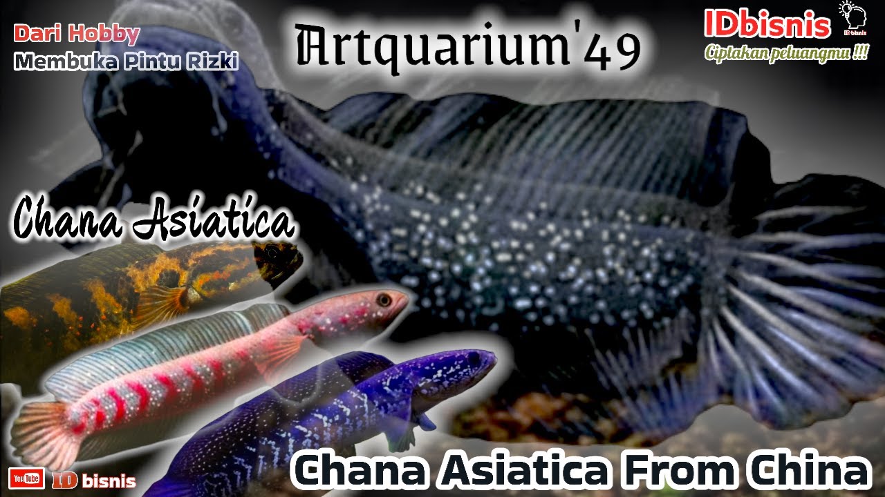 Jenis jenis Chana Asiatica, Artquarium'49 Gallery, Cari gacoan chana ...