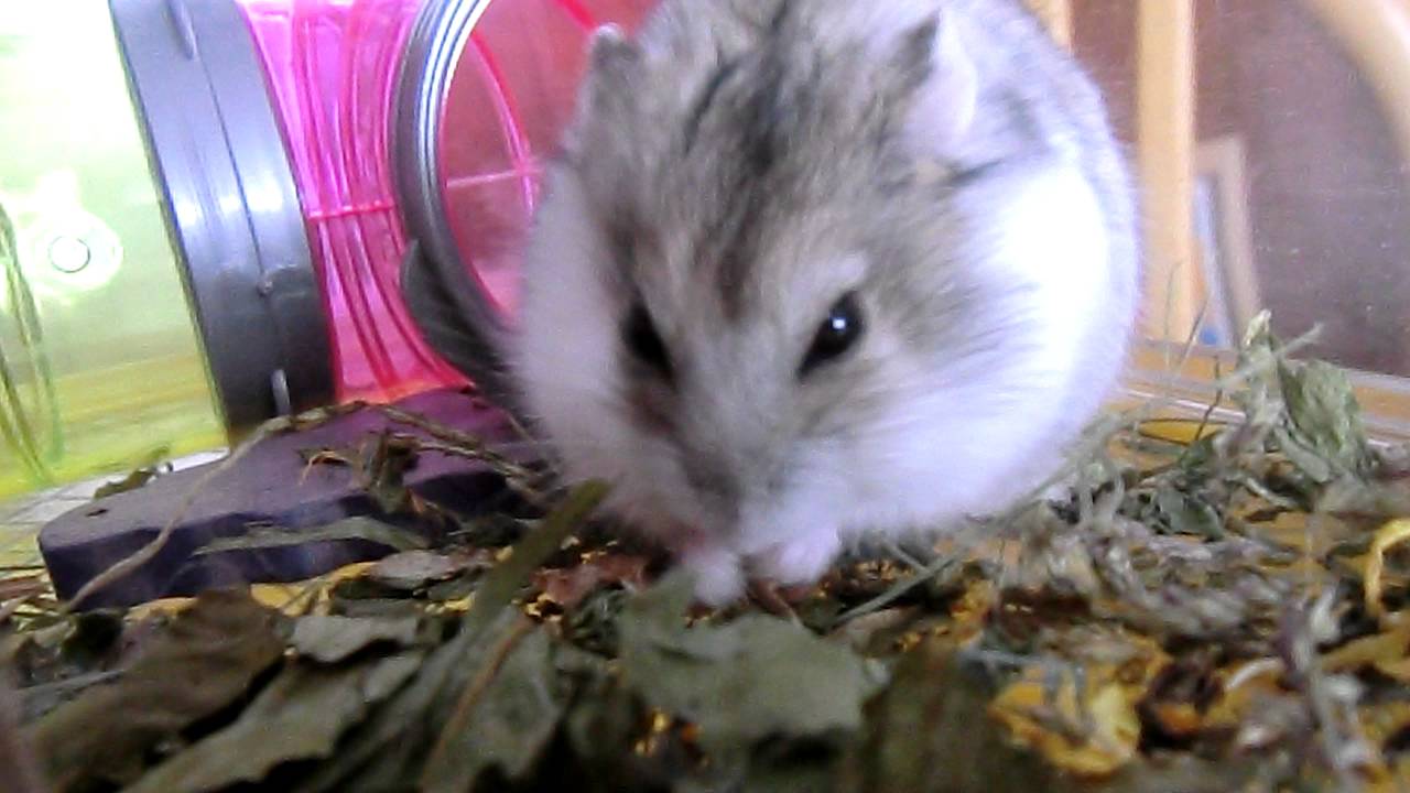 Hamster Ruso comiendo (Hamlet) - YouTube