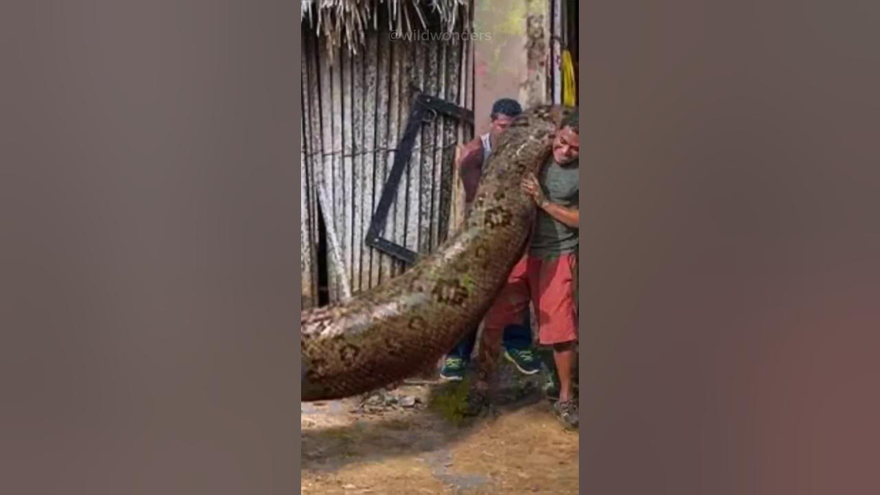 World LONGEST Snake | RETICULATED PYTHON🐍 - YouTube