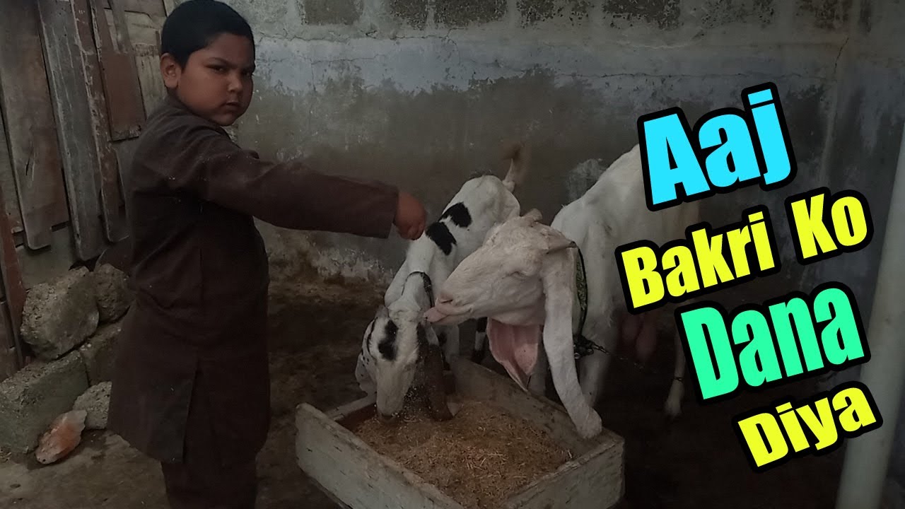 Aaj Bakri Ko Dana Diya | Mini Zoo Vlog | Brothers Zoo Vlogs | 2024 ...
