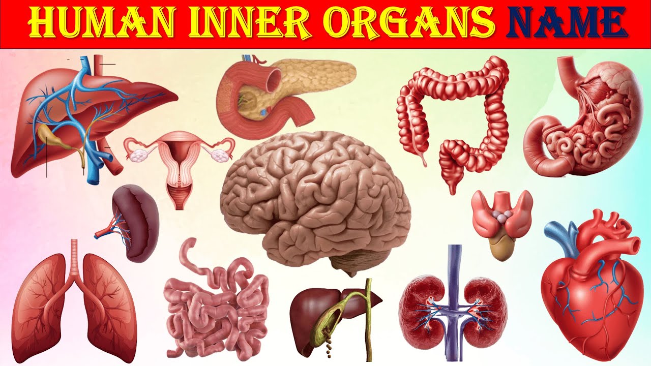 Human Body Inner Organs Name | Internal Body Parts Names in English ...