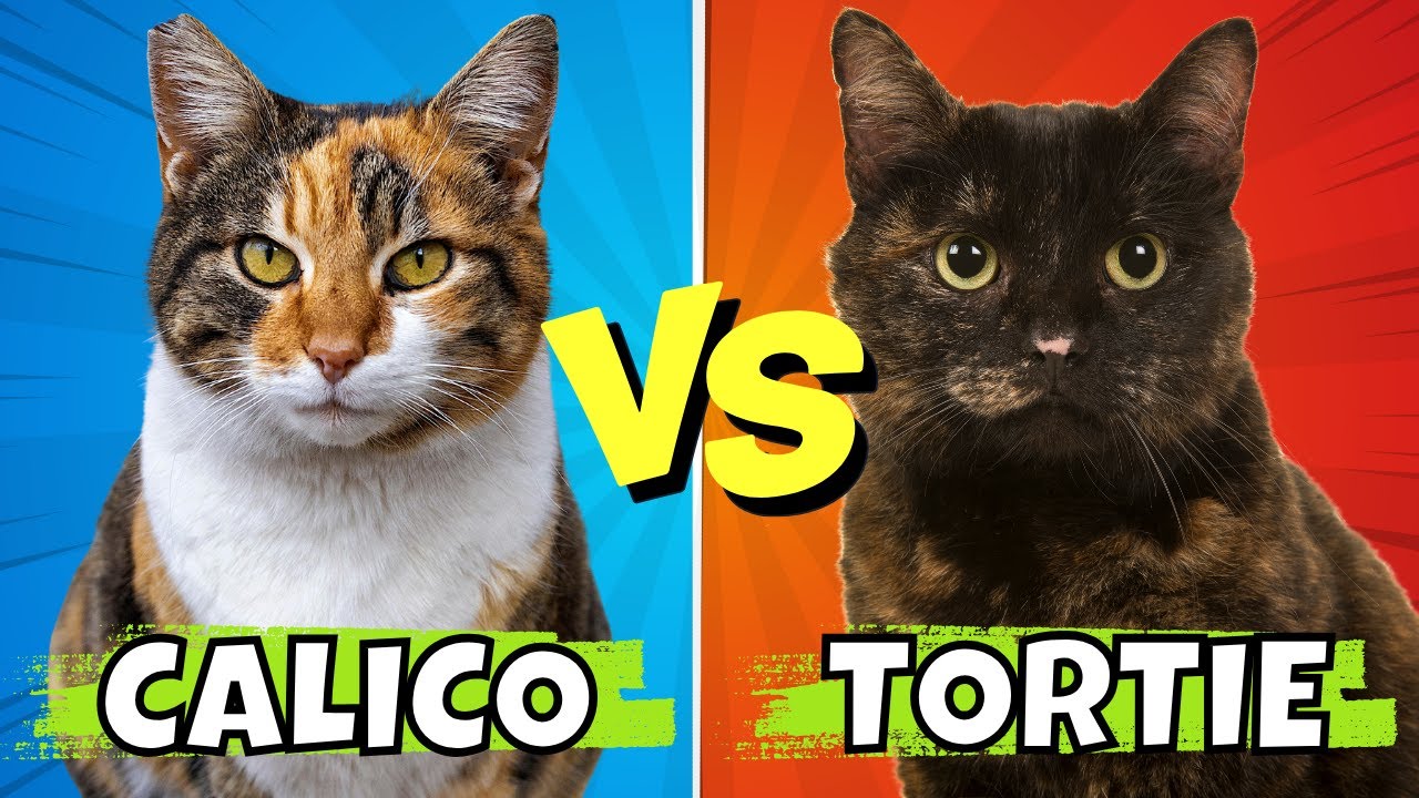 Calico vs. Tortoiseshell Cats: Key Differences & Fun Facts - YouTube