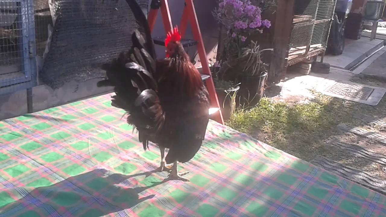 ayam serama juara 2016 - YouTube