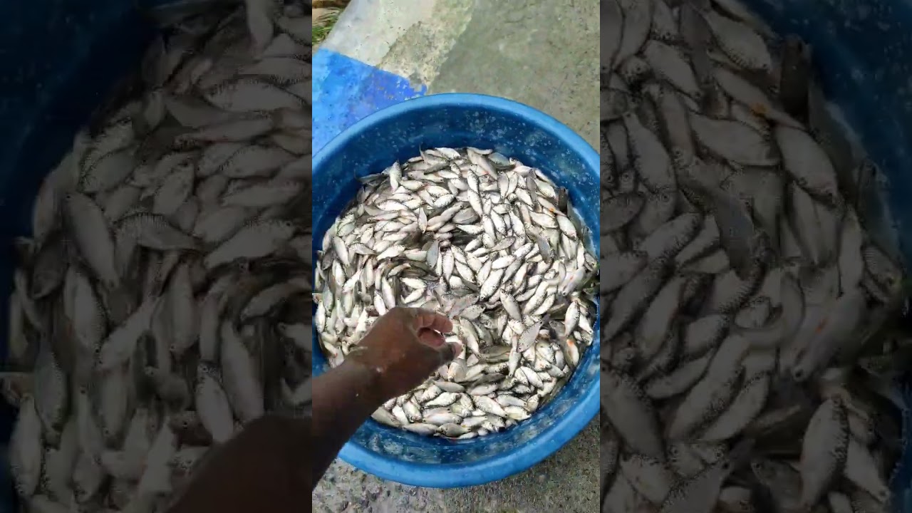 Kendai fish catching #fish #nature #river - YouTube