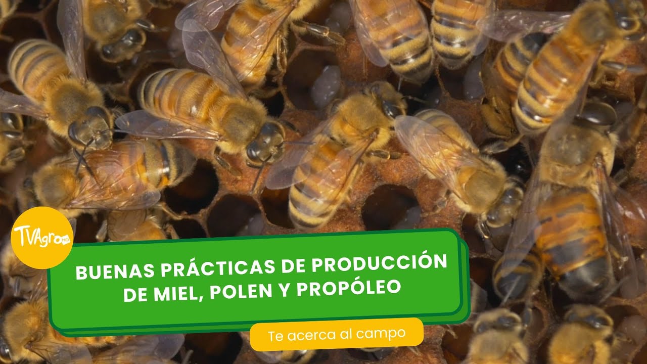 Buenas prácticas de producción de miel, polen y propoleo- TvAgro por ...