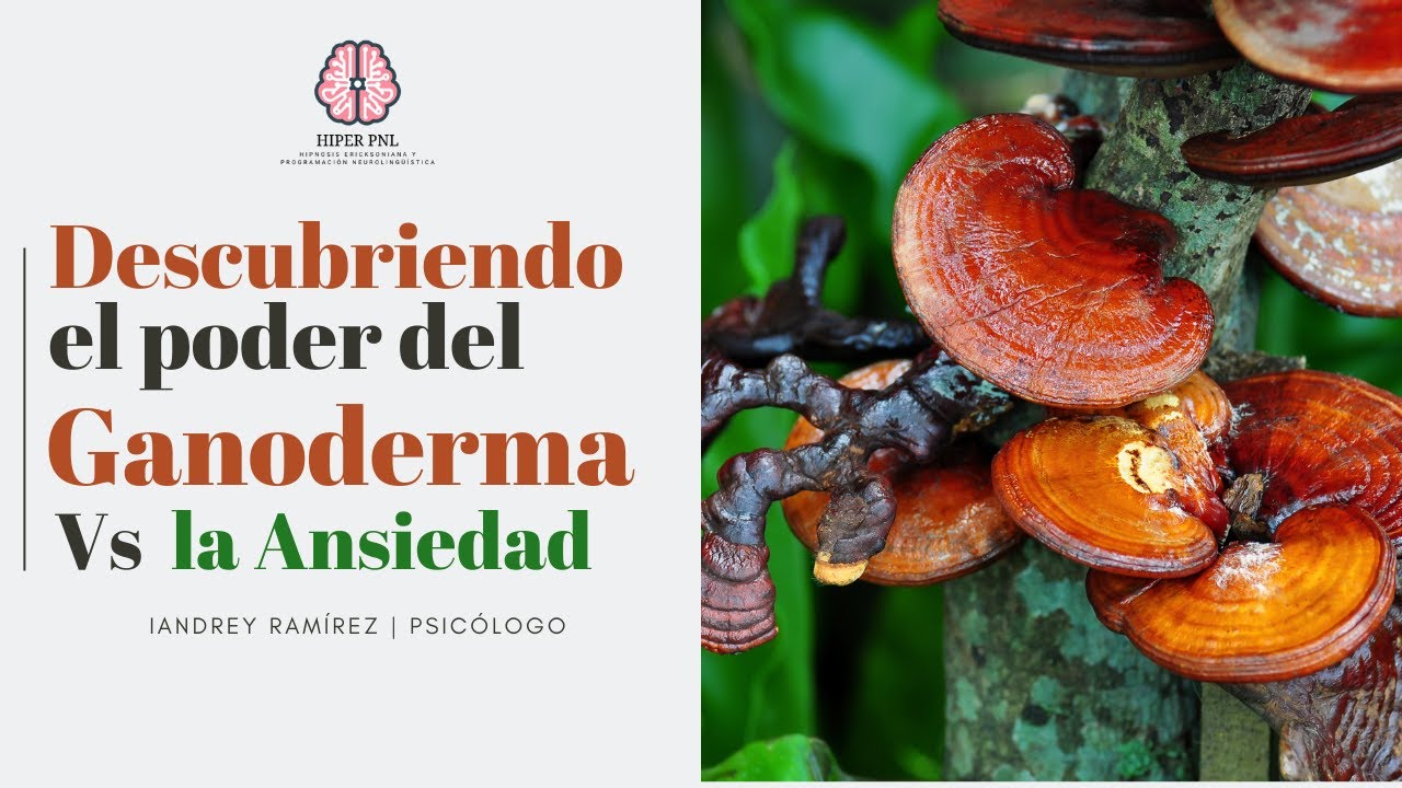 Descubriendo el Poder del Ganoderma para Reducir la Ansiedad - YouTube