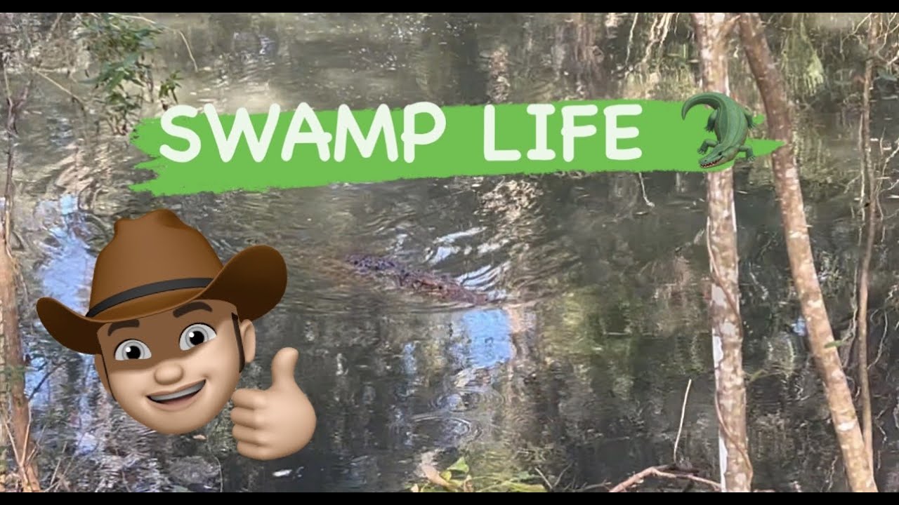 SWAMP LIFE - YouTube
