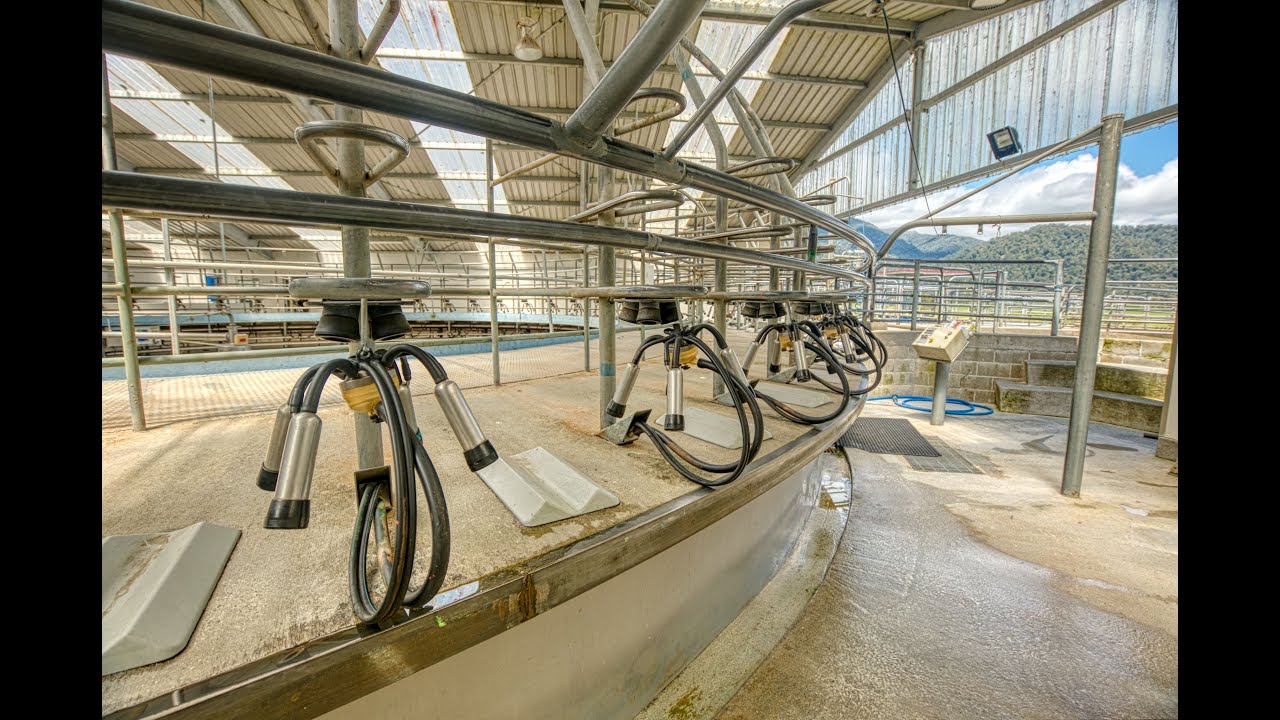 Premier South Westland Dairy Farm 950 Cows New Zealand GDRE - YouTube