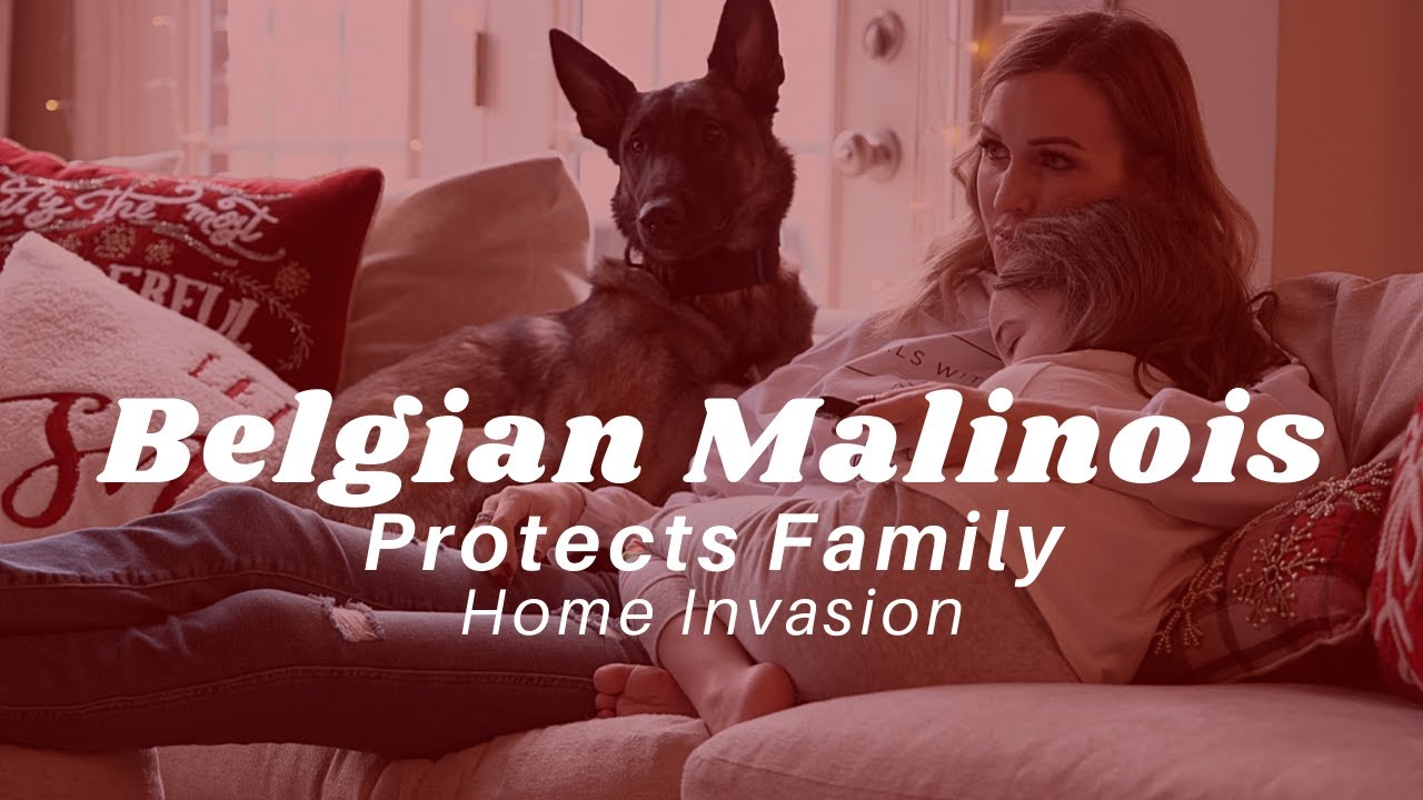 Dog protecting their family - YouTube