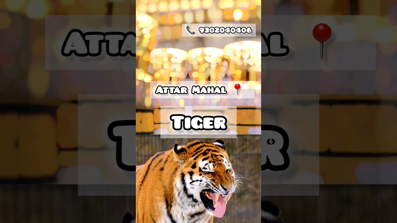 शेर जैसी दमदार खुशबू! 🐅Tiger Attar #shorts #reels #ytshorts #attarmahal ...