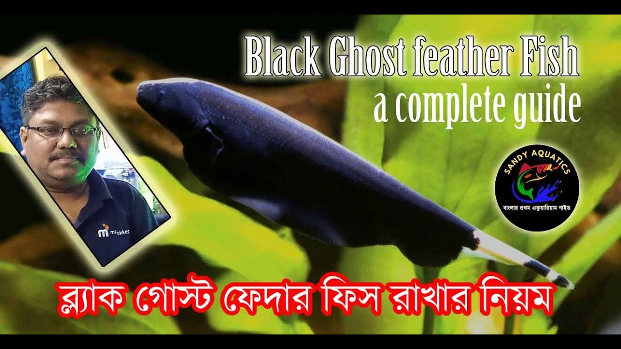 Ghost fish tank setup | Monsters fish keeping || How to keep feather ...