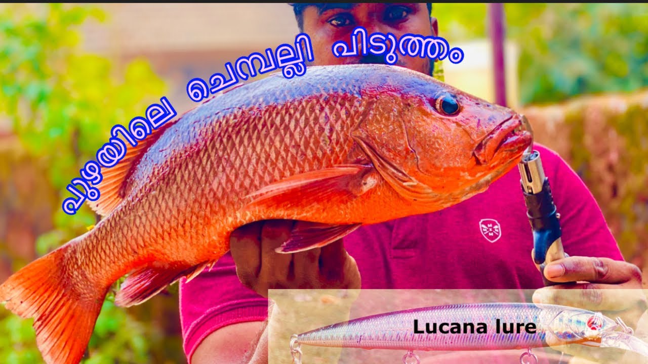 Fishing big chemballi fish | kerala fishing video “ ചെമ്പല്ലി - YouTube