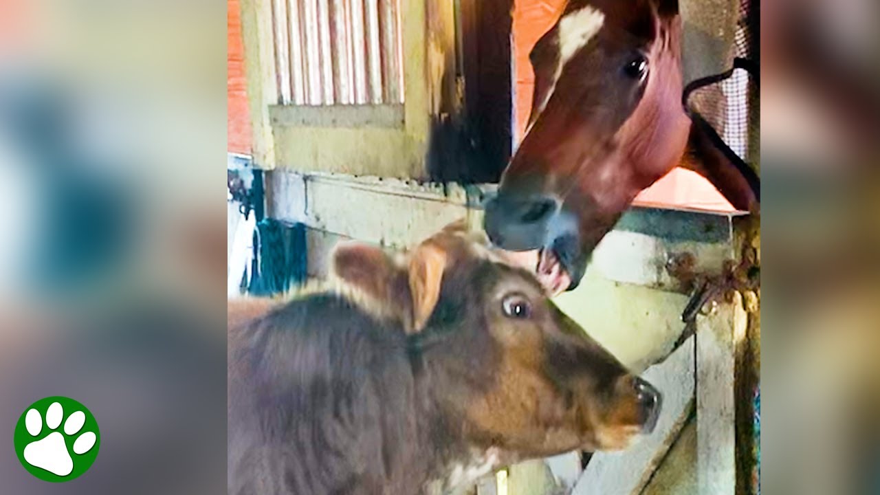Friendly cow is determined to kiss every horse he sees - YouTube