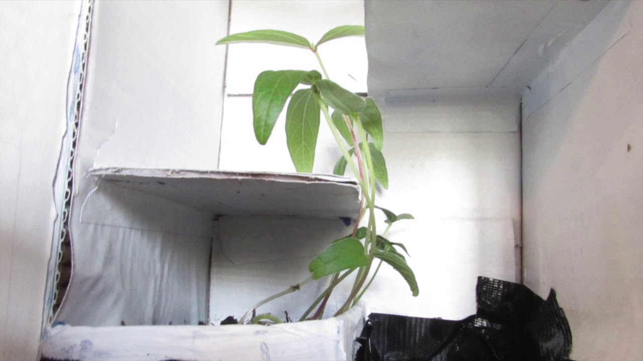 Phototropism Project - YouTube