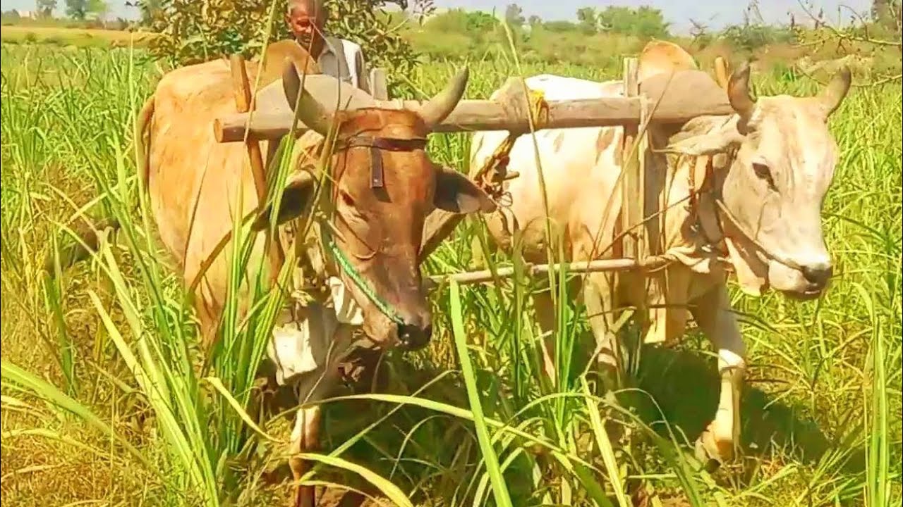Daily routine village life |daily village routines | rural village life ...