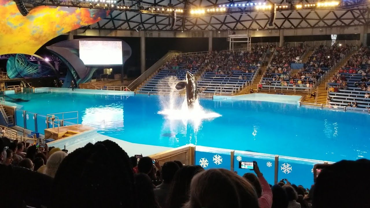 One Song From Orca Encounter At SeaWorld San Antonio December 2021 ...