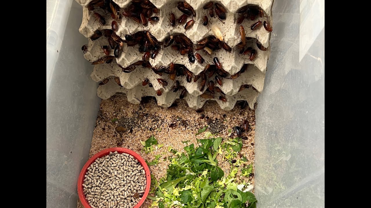 Breeding the Turkestan Cockroach the Beastie Way - YouTube