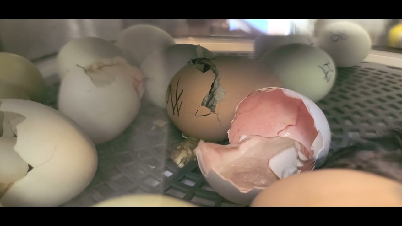 Bruges Fighter chick hatching. - YouTube