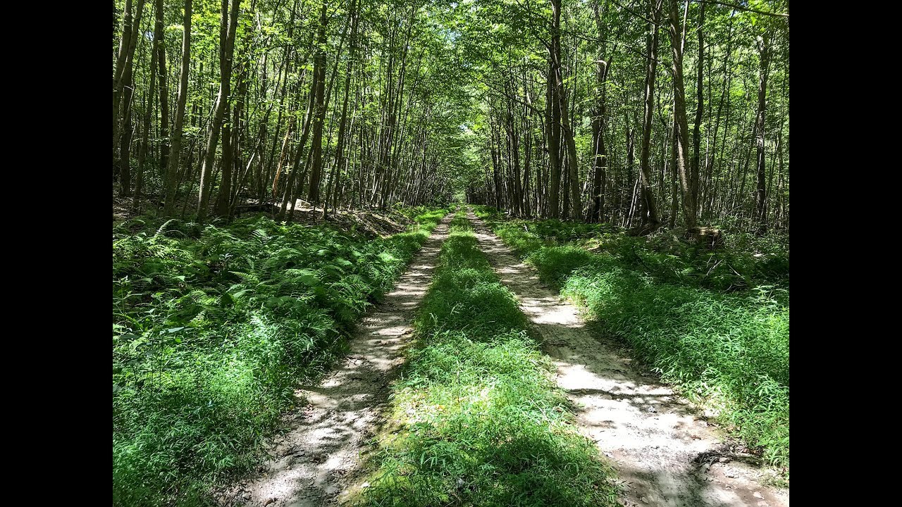 Tuscarora State Forest PA - YouTube